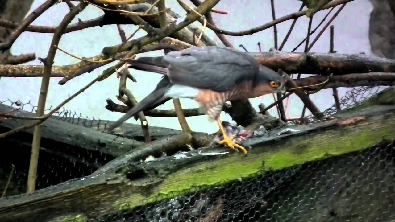 Sparrowhawk eats House Sparrow pt3 - YouTube