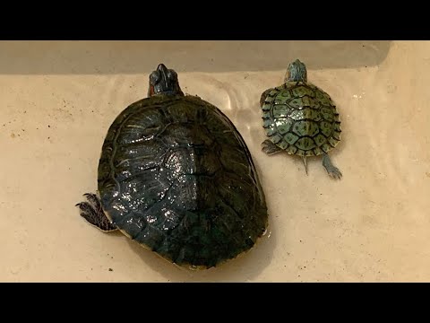 My two turtles day routines/turtles routine/day routine of my turtles ...