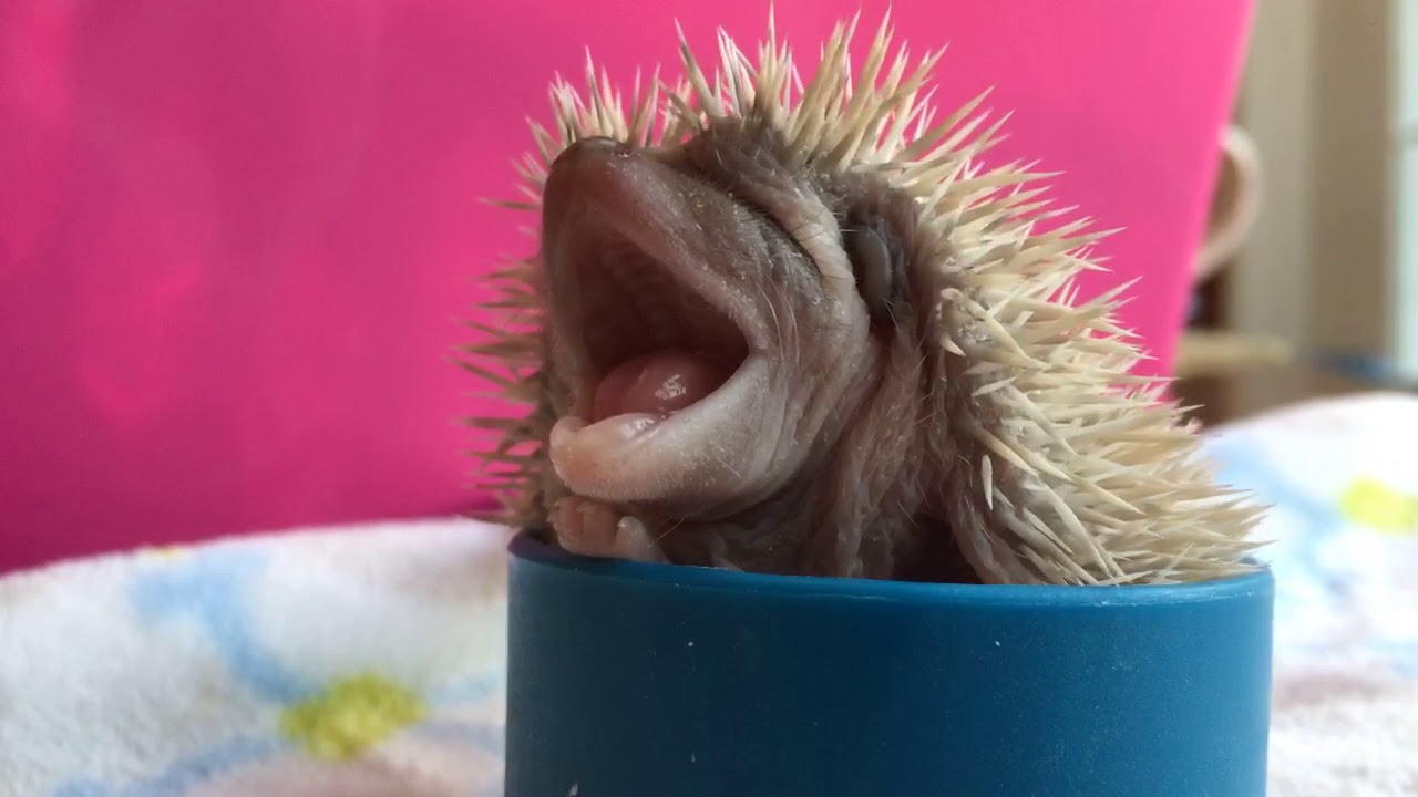 Baby hedgehog yawning - YouTube
