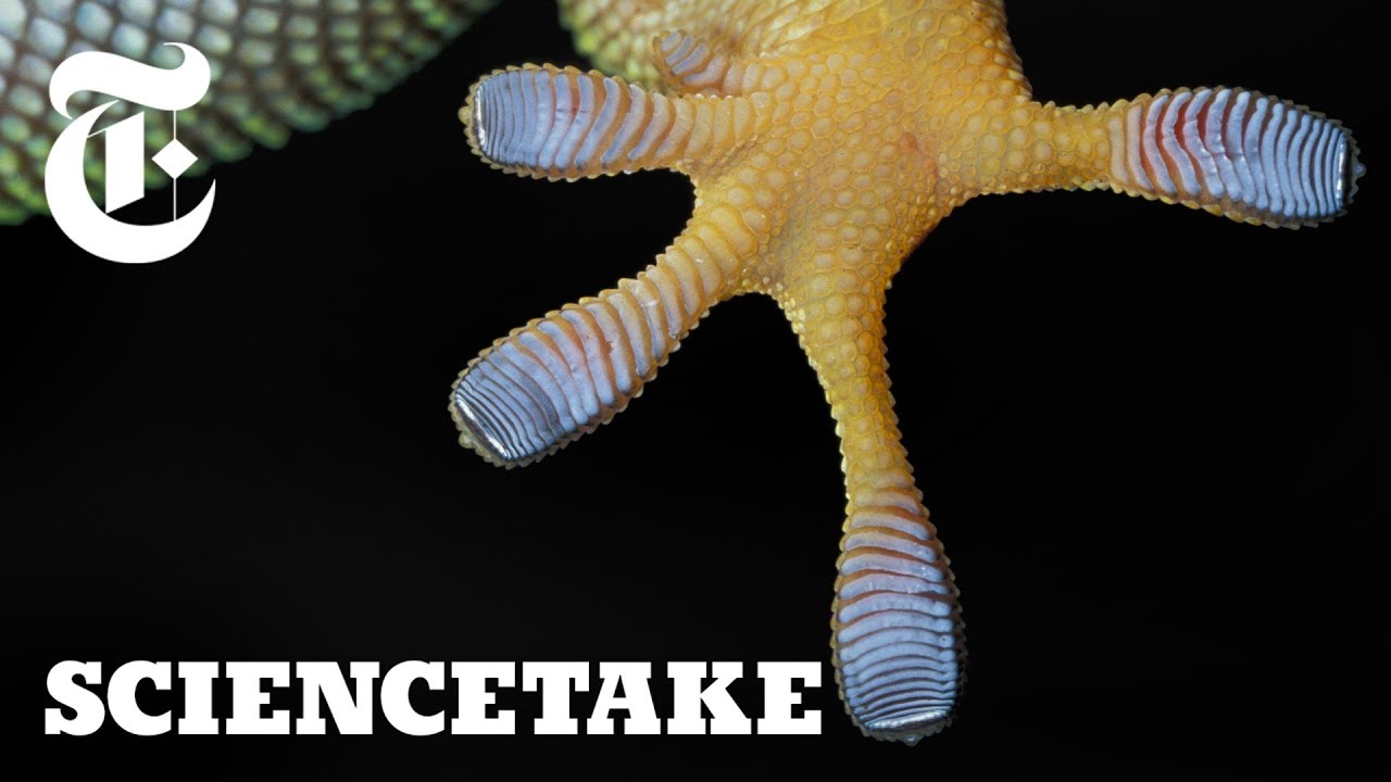 Harnessing the Power of Gecko Feet | ScienceTake - YouTube