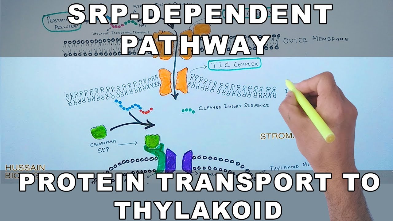 SRP Dependent Pathway of Protein Transport to Thylakoid - YouTube