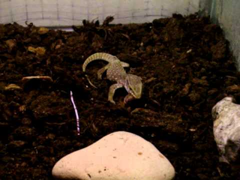 Taco eating a cockroach - YouTube