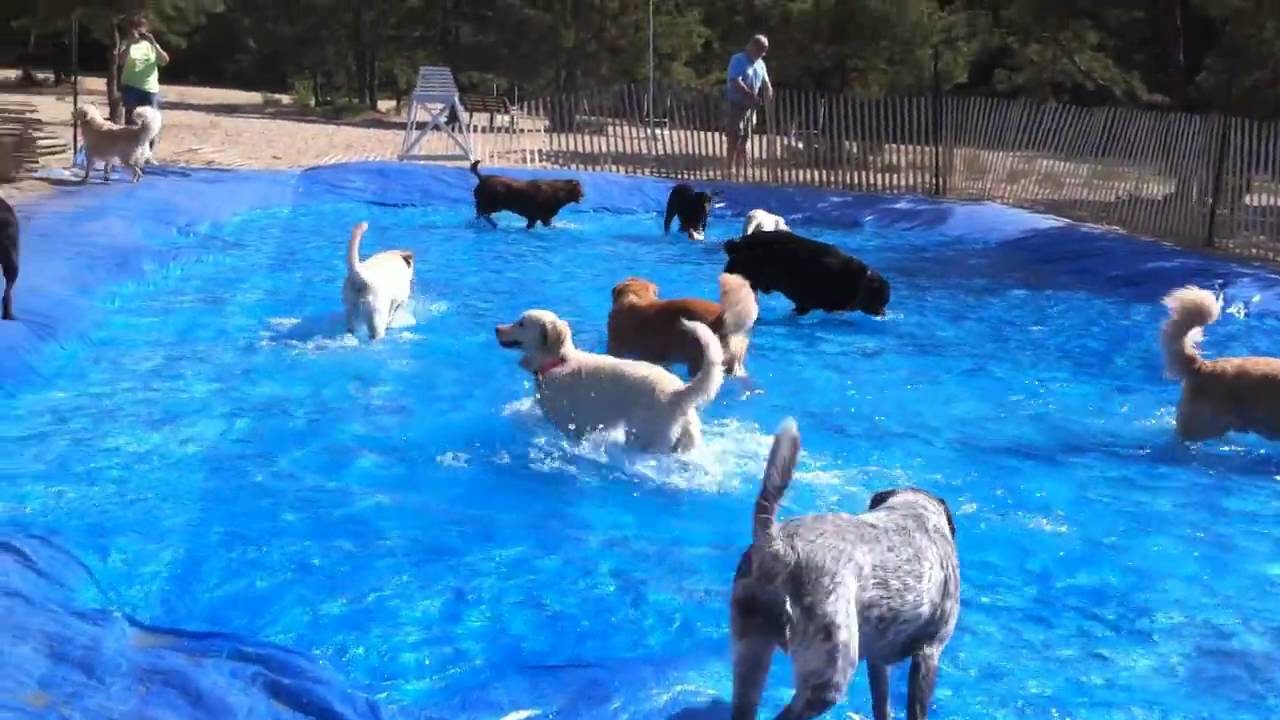 Dogs in Pool - YouTube