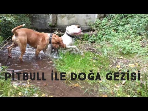 Pitbull İle Doğada Gezi #1 Pablo ve Boyka