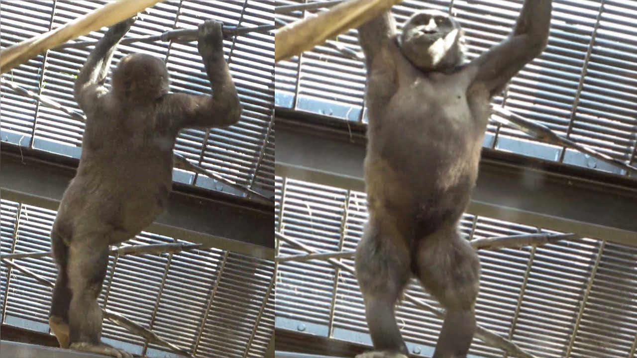 Kintaro's height finally reaches the ceiling. Rapid growth! , Gorilla ...
