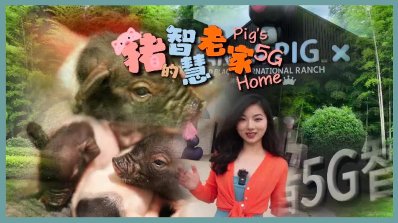 Future of pig farming: Tour of smart pig farm in Eastern China's ...