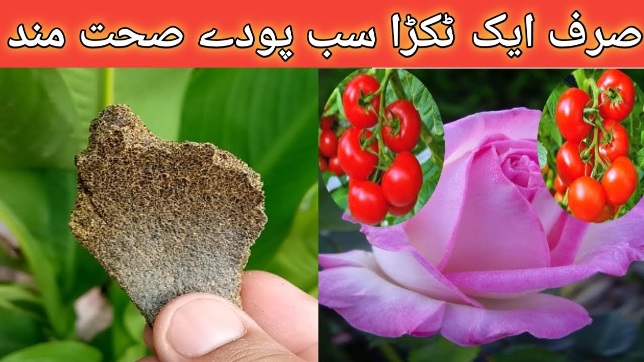Homemade khad for plants | easy fertilizer for plants - YouTube