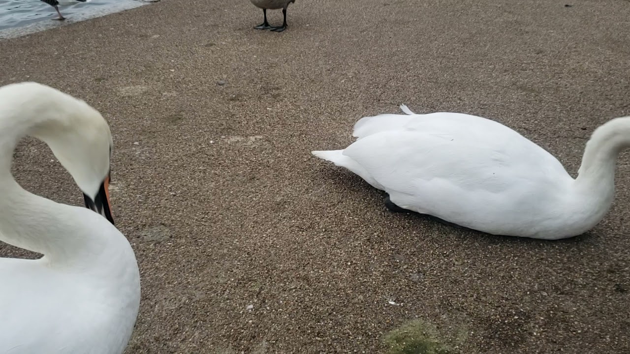 A Swan captivated by A popular Tune,left Feeding and was All Ears ...