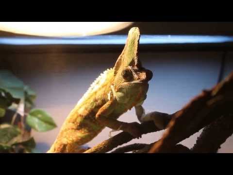 Veiled Chameleon Pt. 2