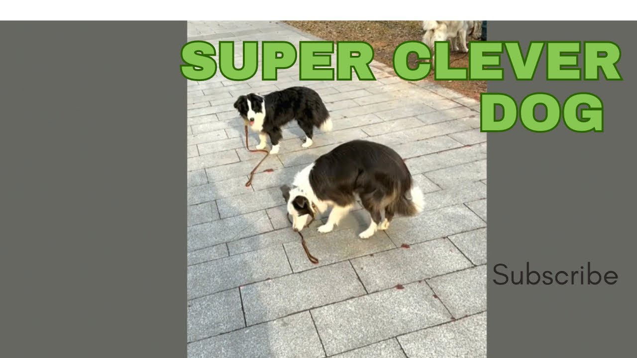 Super Clever Dog - YouTube