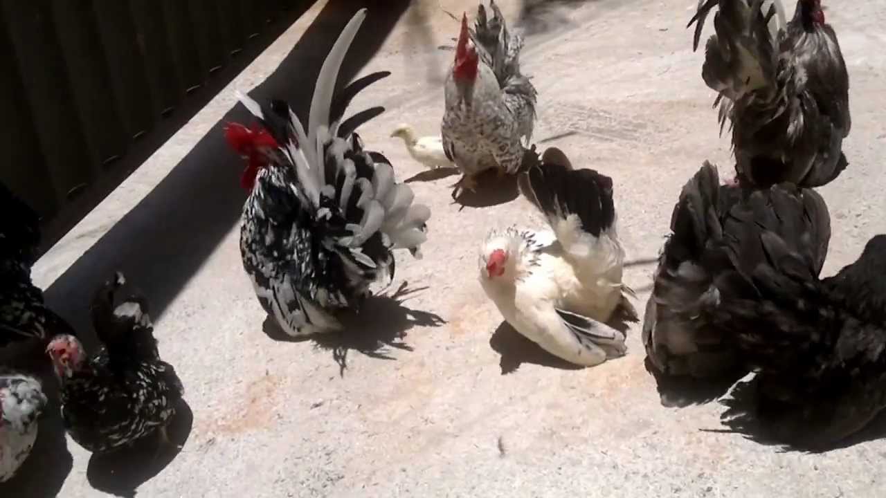 GARNIZÉ NAGASAKI RAFAEL VALVERDE - YouTube