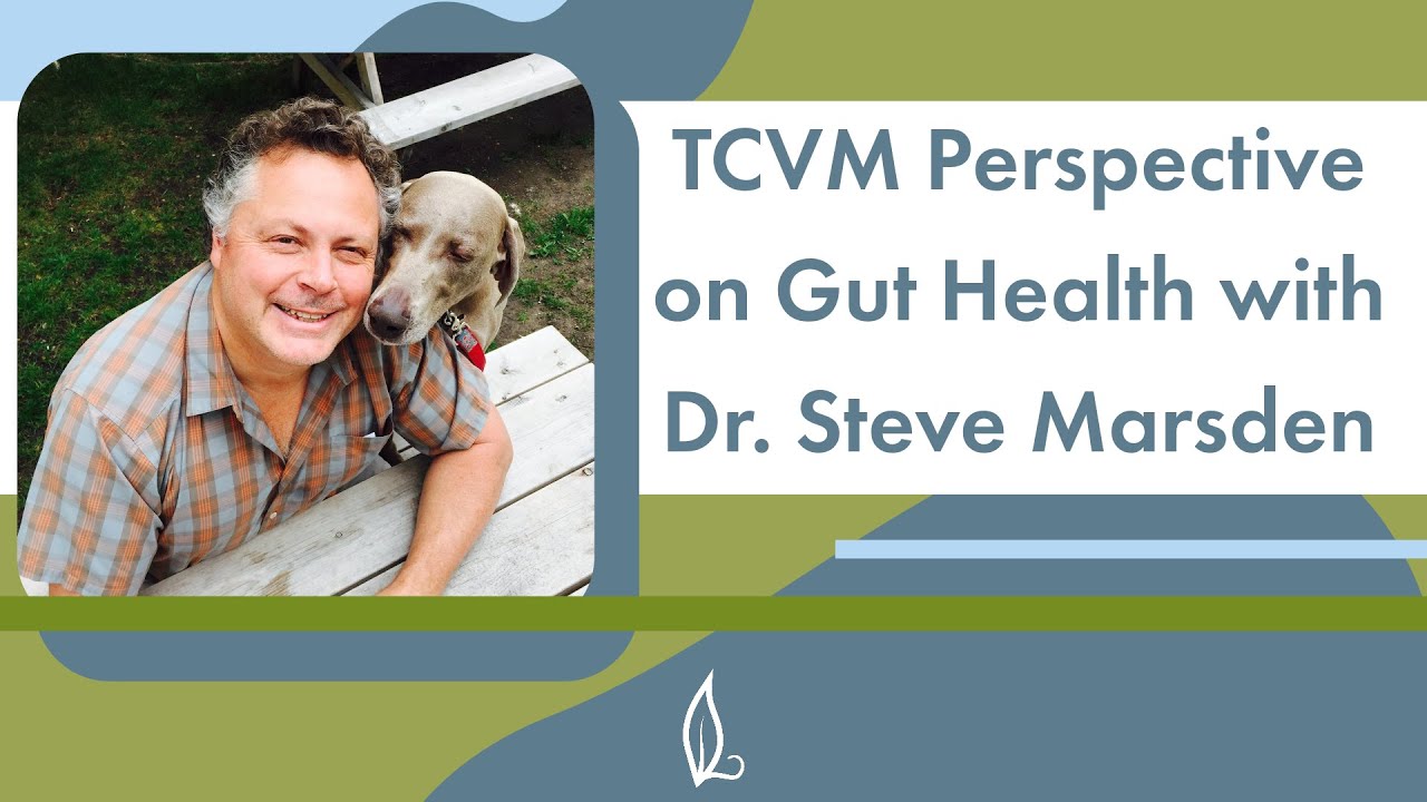 TCVM Perspective on Gut Health with Dr. Steve Marsden - YouTube