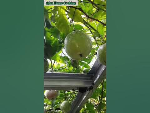 Bisa Sebagai Peneduh di Halaman Rumah, Tanaman BUAH MARKISA! #shorts - YouTube