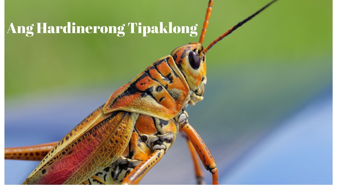 Ang Hardinerong Tipaklong - YouTube