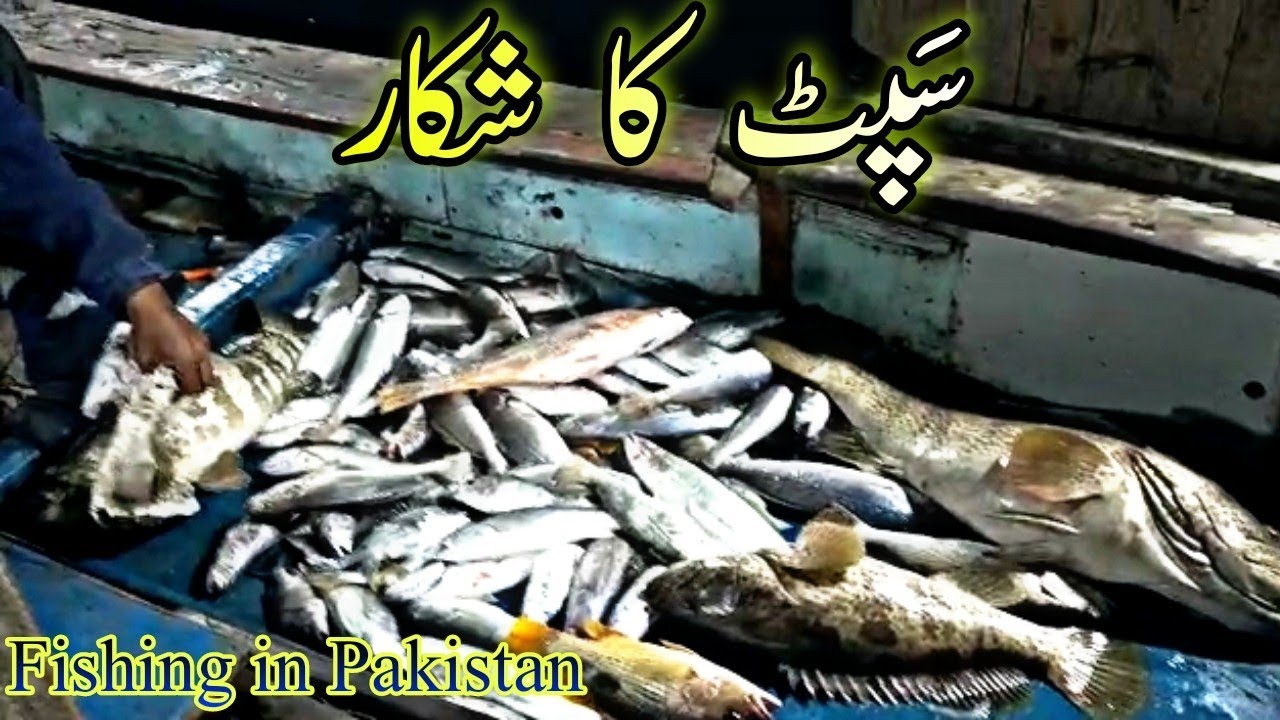 Sapat Commercial Fishing with Irfan rajput./Grouper/Croaker/Snapper and ...