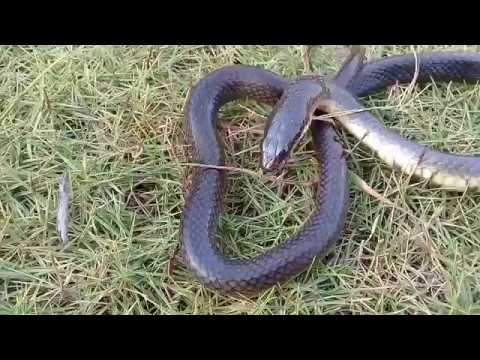 CULEBRA CANANGUCHA - YouTube