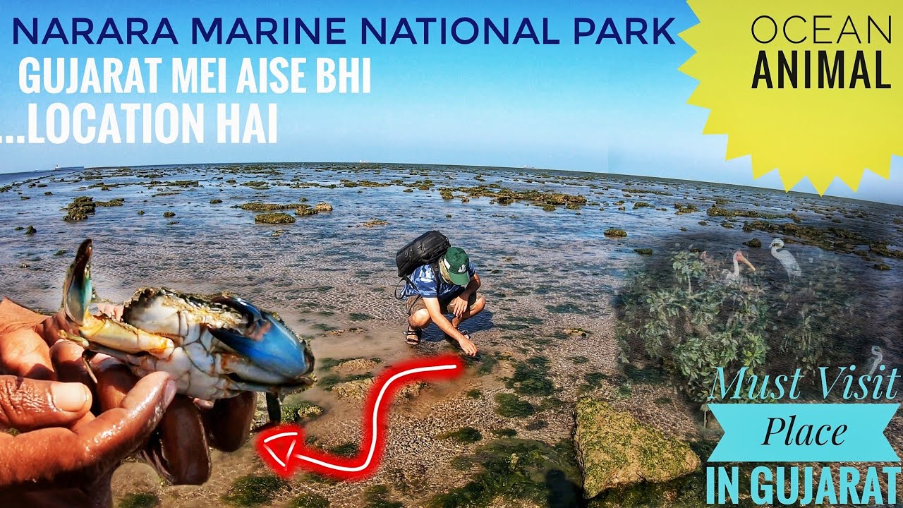 Best place of Gujarat(NARARA Tapu)| Marine National park| Gujarat ...