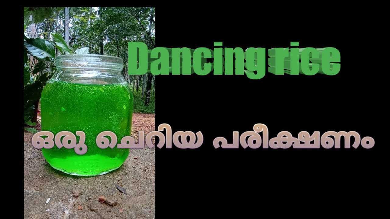 Dancing rice experiment | ഒരു ചെറിയ പരീക്ഷണം | Chemistry through me ...