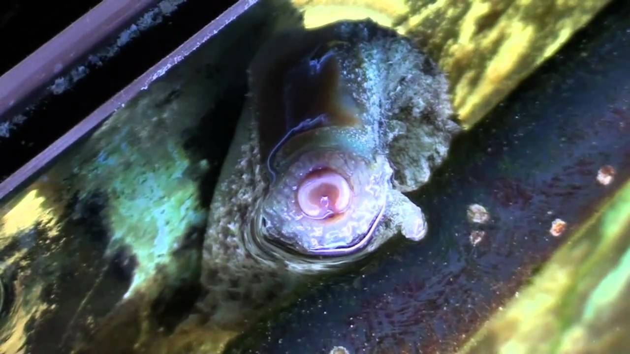 Strange salt water creature - YouTube