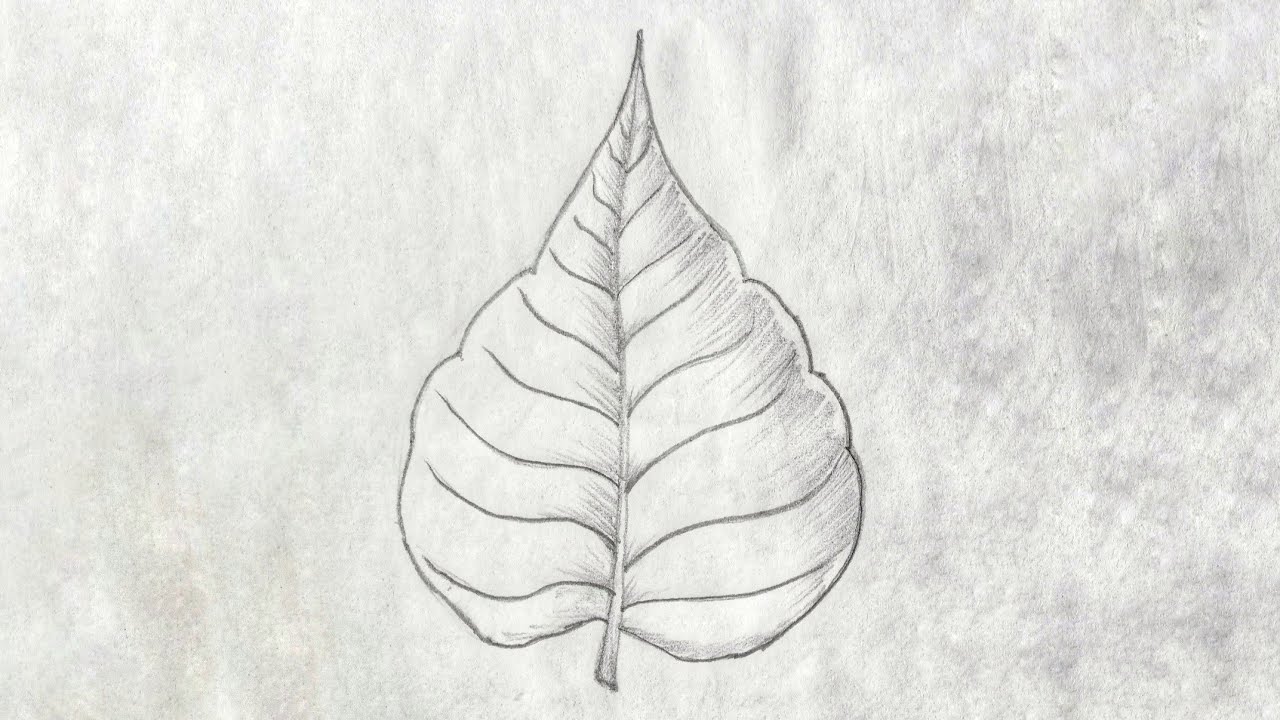 How to draw a leaf (part 1) l step by step l pencil drawing l Kirti ...
