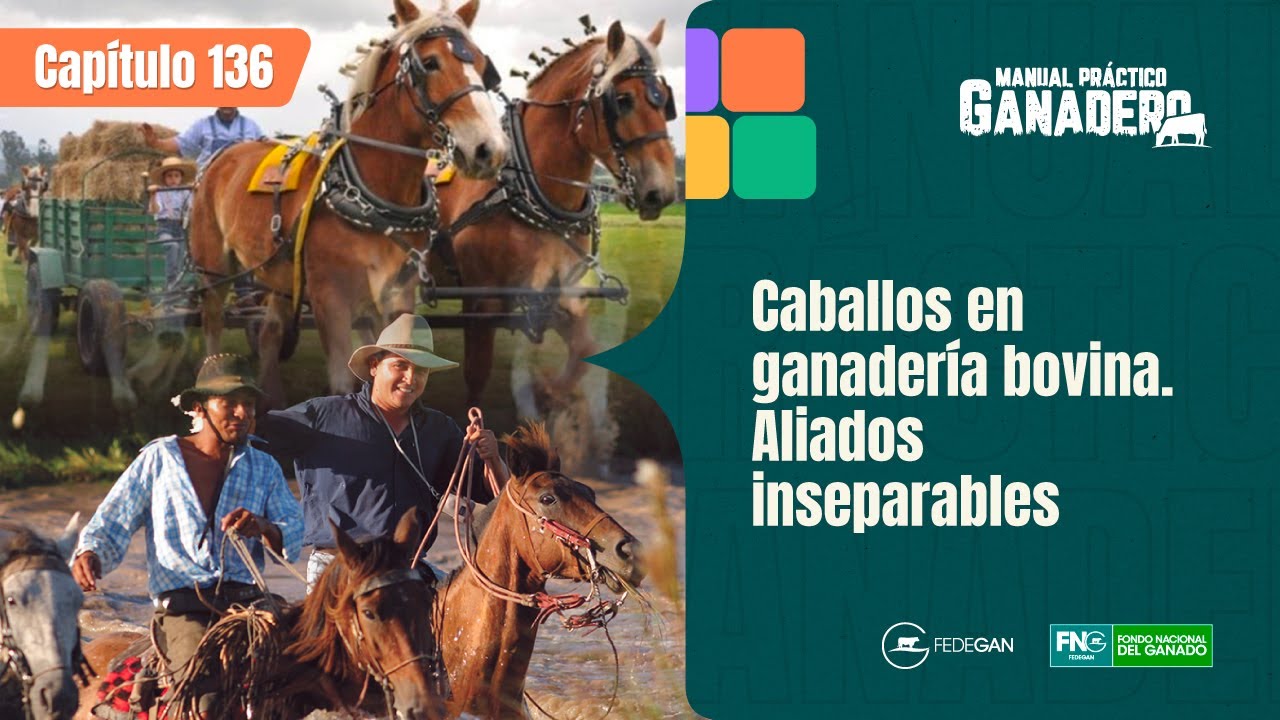 Cap 136 - Caballos en ganadería #manualpracticoganadero - YouTube
