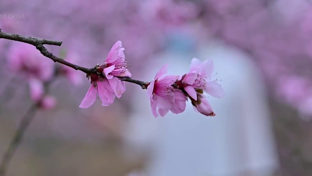 2020 Spring Comes to China-What you will see in Chinese Spring Season ...