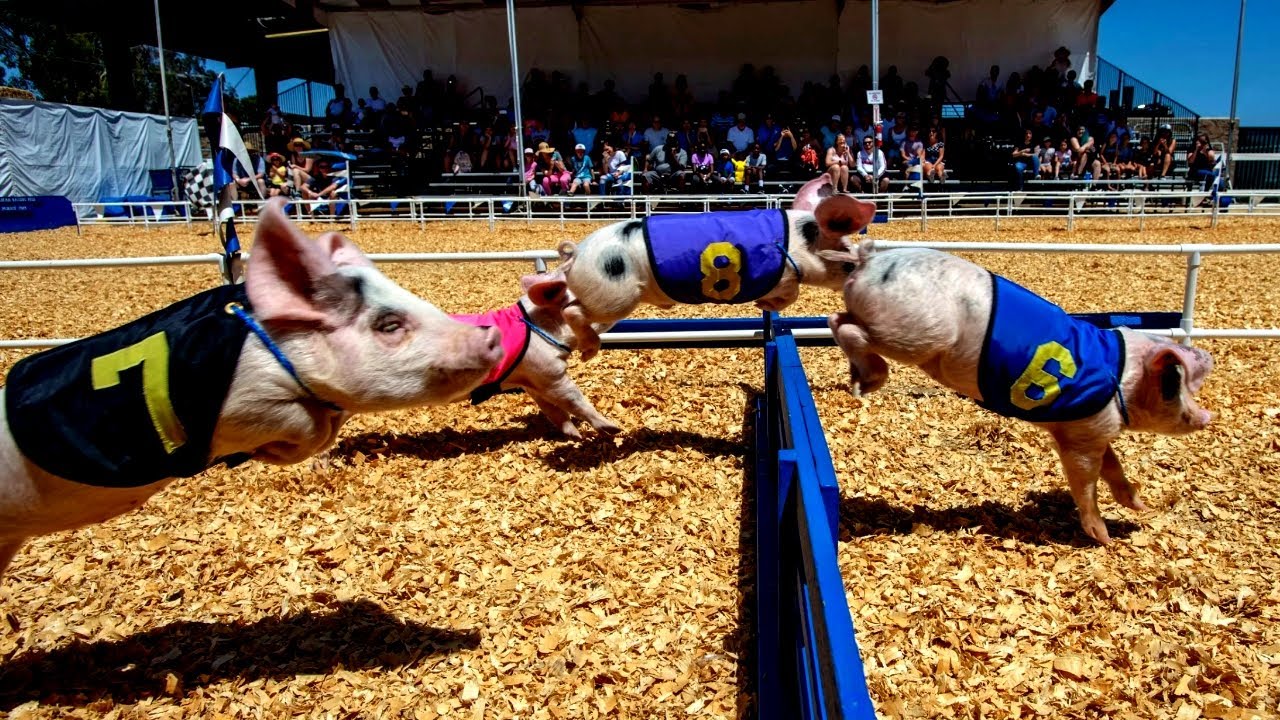 Alaskan Pig Racing Show - OC Fair 2023 - YouTube