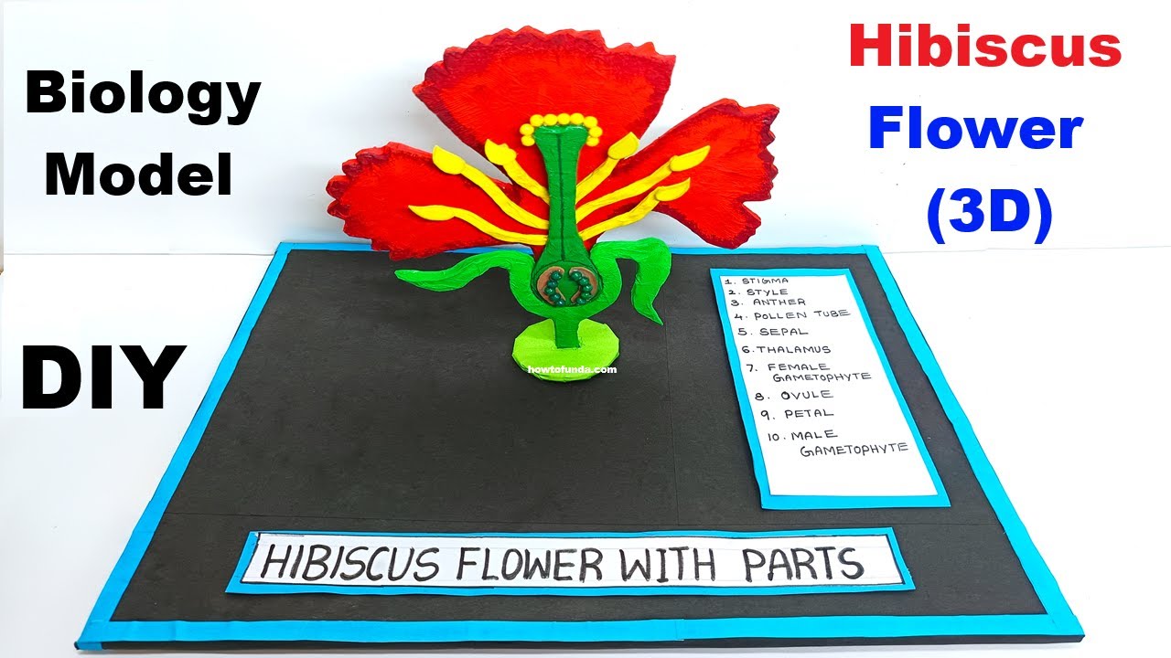 Hibiscus Flower Parts Diagram Diy School Exhibition