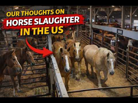 Did Banning Horse Slaughter Actually Make Things WORSE?
