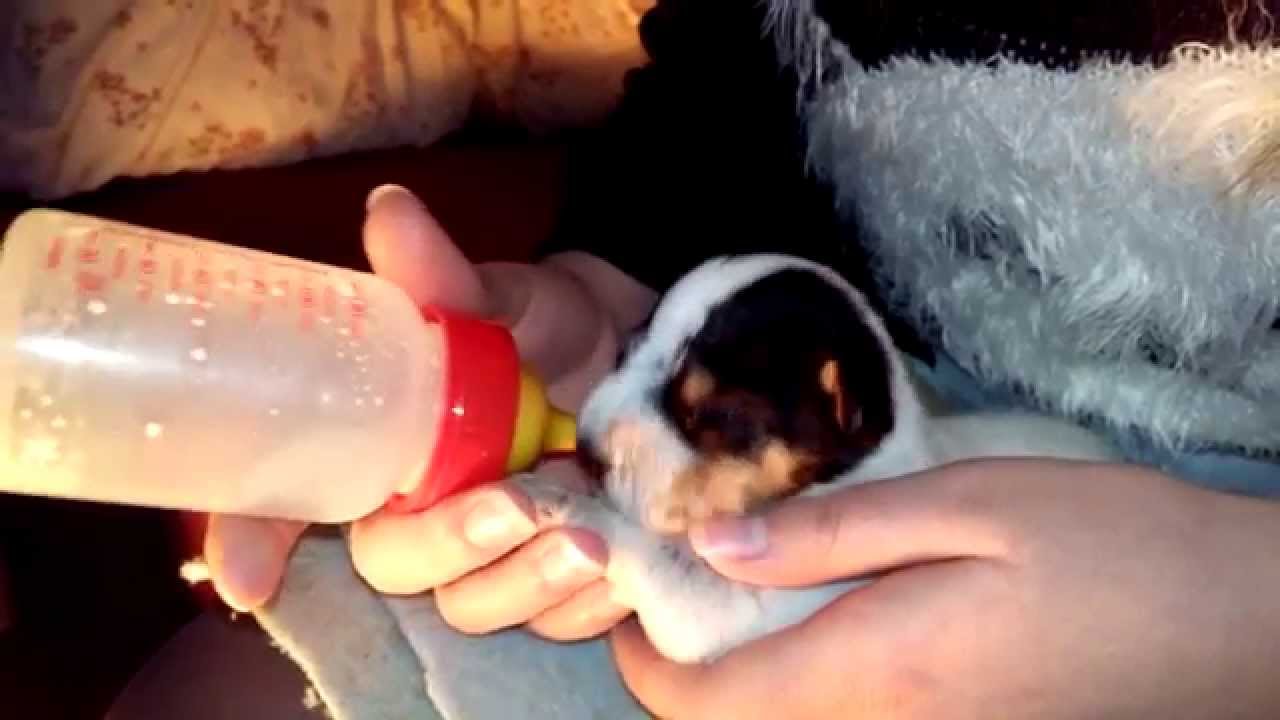 Cachorro perruno tomando biberón; puppy drinking milk - YouTube