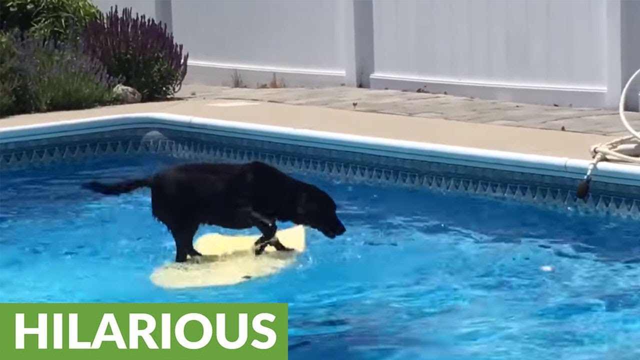Dog balances on bodyboard to fetch ball from pool - YouTube