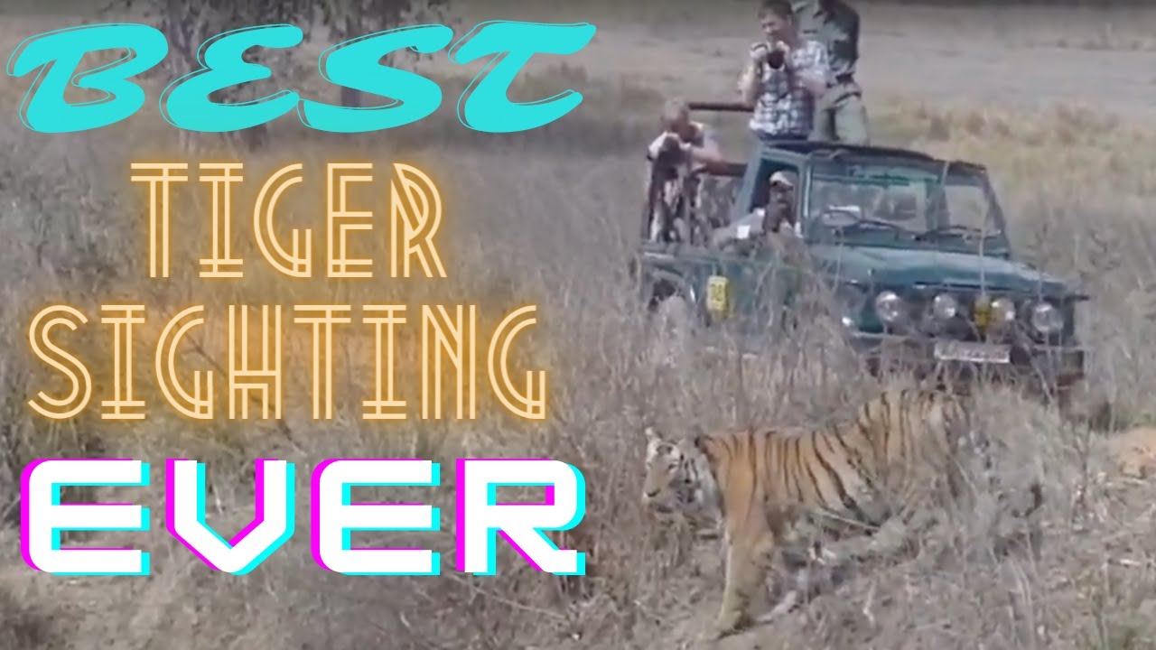 BEST TIGER SIGHTING EVER. Munna tiger of Kahna. *MUST WATCH* - YouTube