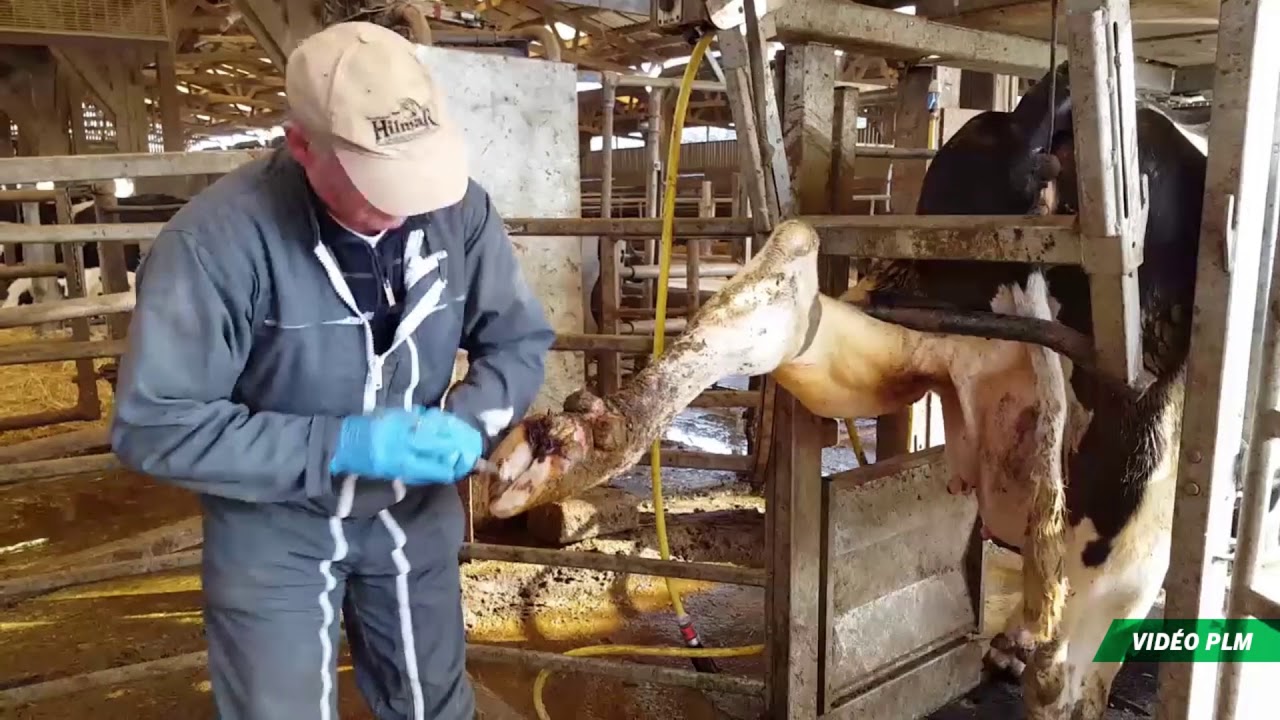 Parage vaches laitières avec cage électrique Satene - YouTube