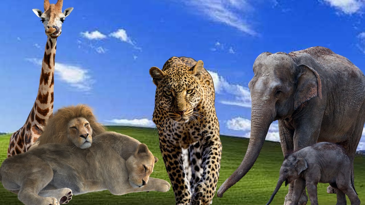 Gajah,Singa,Harimau,Rusa-suara haiwan - YouTube