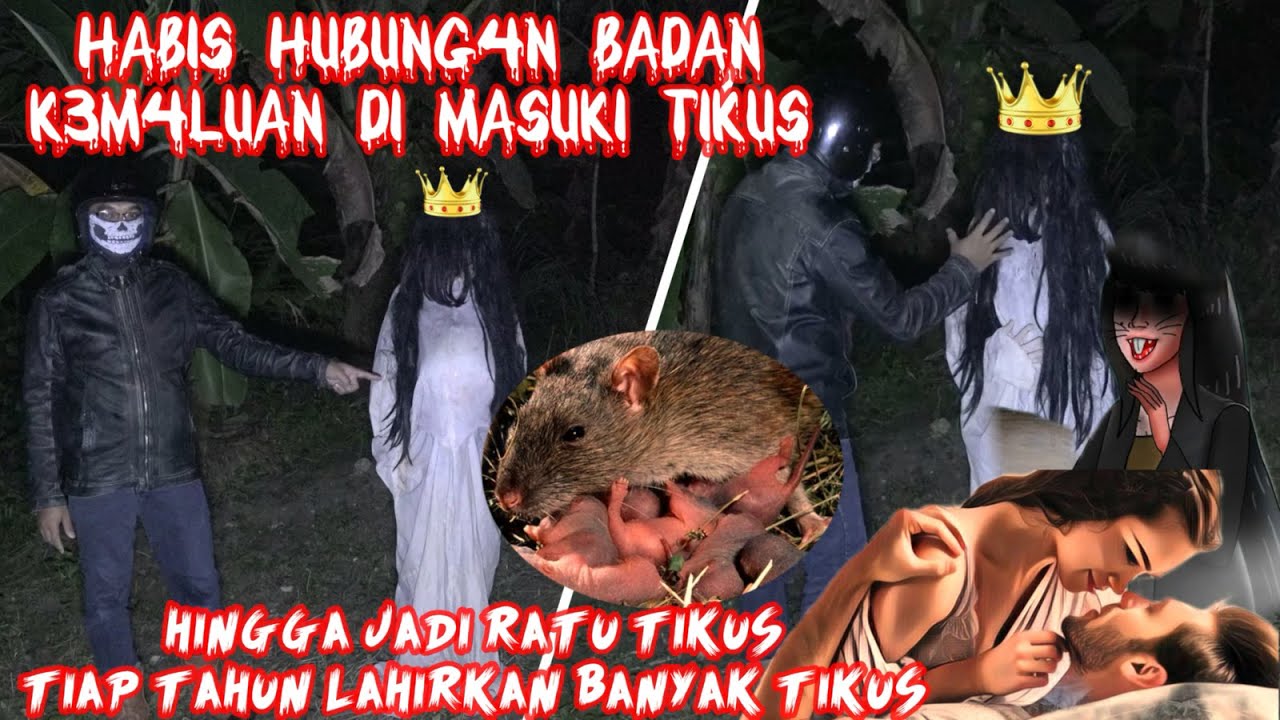 RATU TIKUS HAMIL JUTAAN TIKUS LAHIR SETIAP HARI || AWAS KIAMAT PANGAN ...