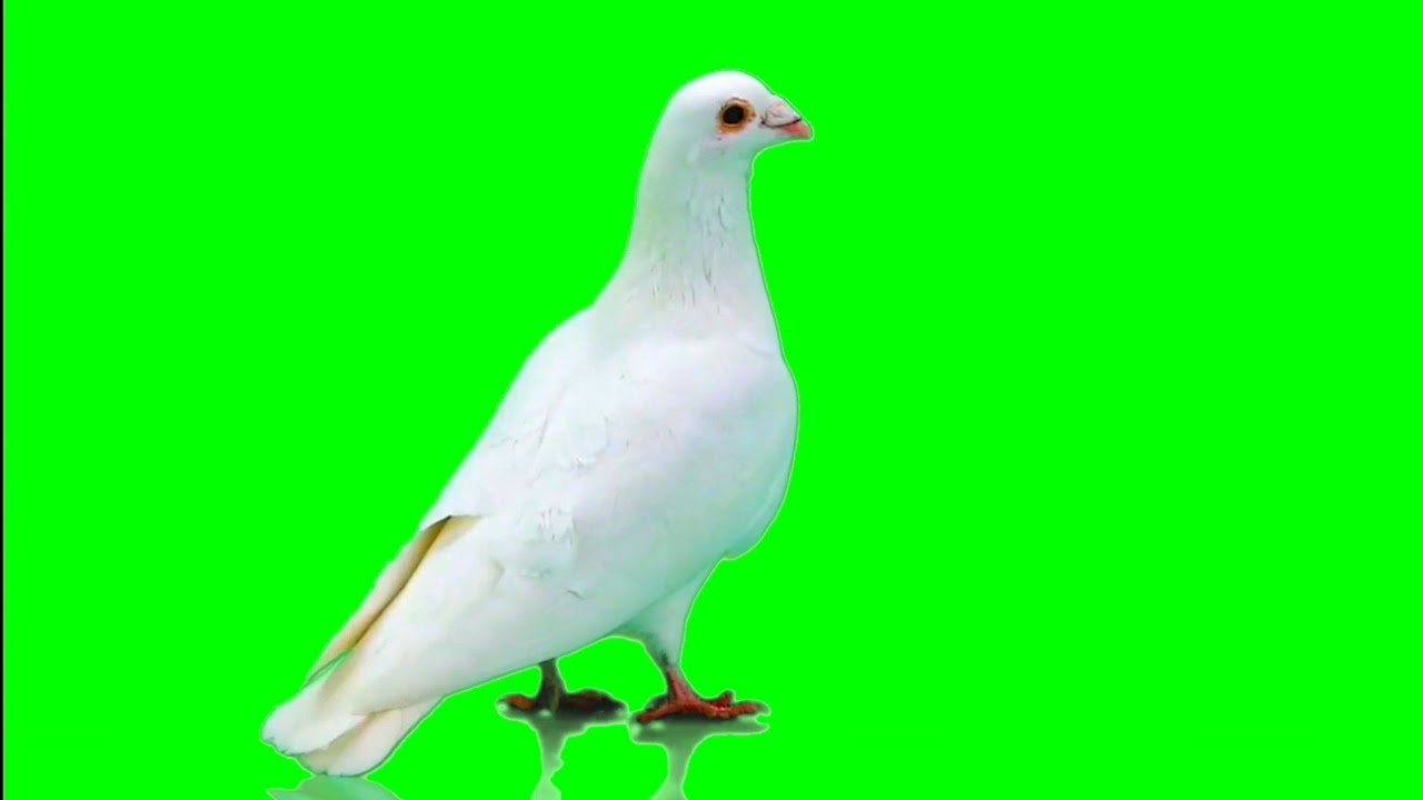 pigeon green screen effects ||कबूतर हरी स्क्रीन प्रभाव || #pigeon # ...