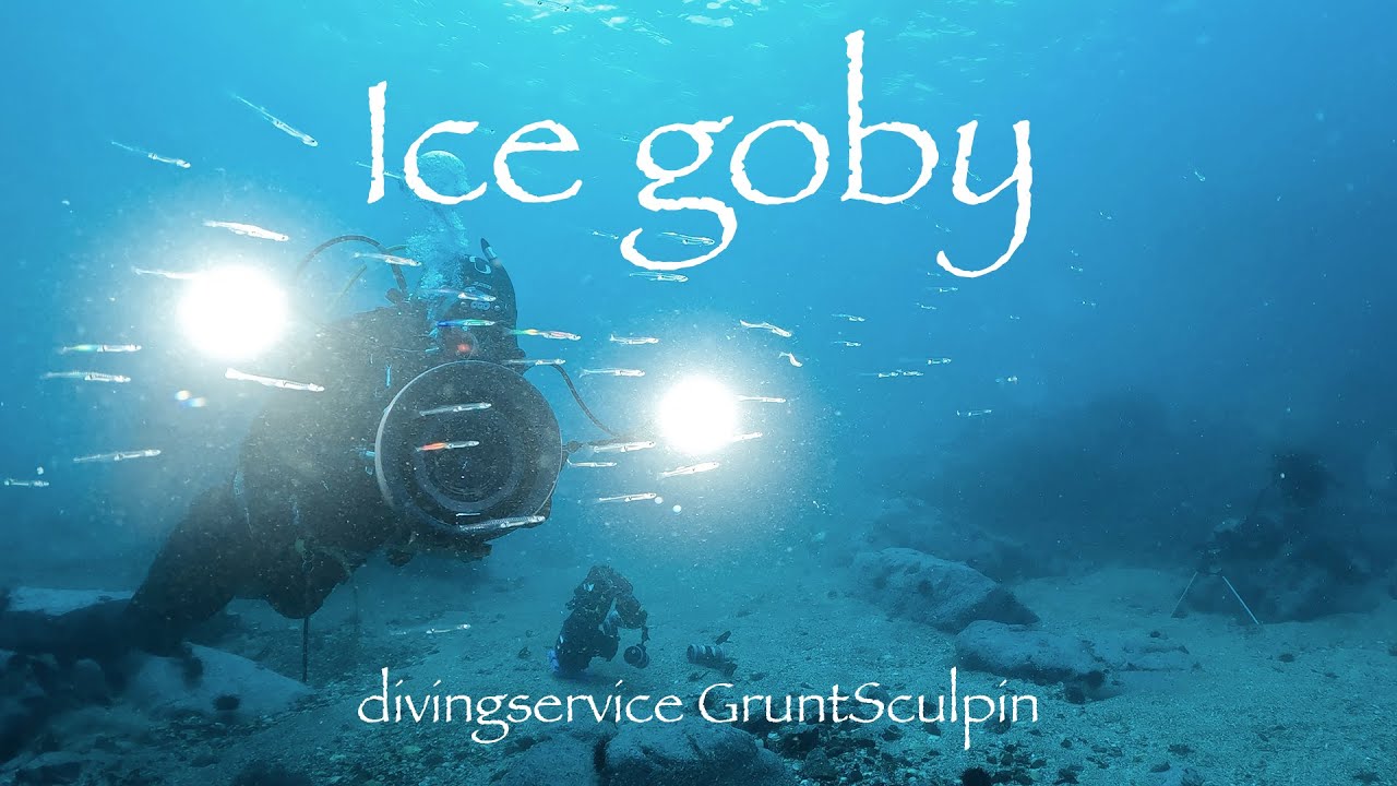 Ice goby（シロウオ） - YouTube