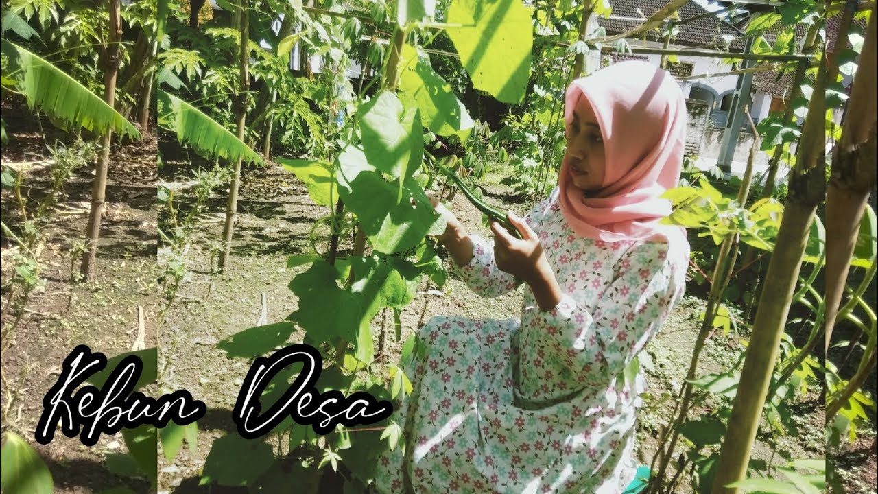 Kebun Desa - YouTube