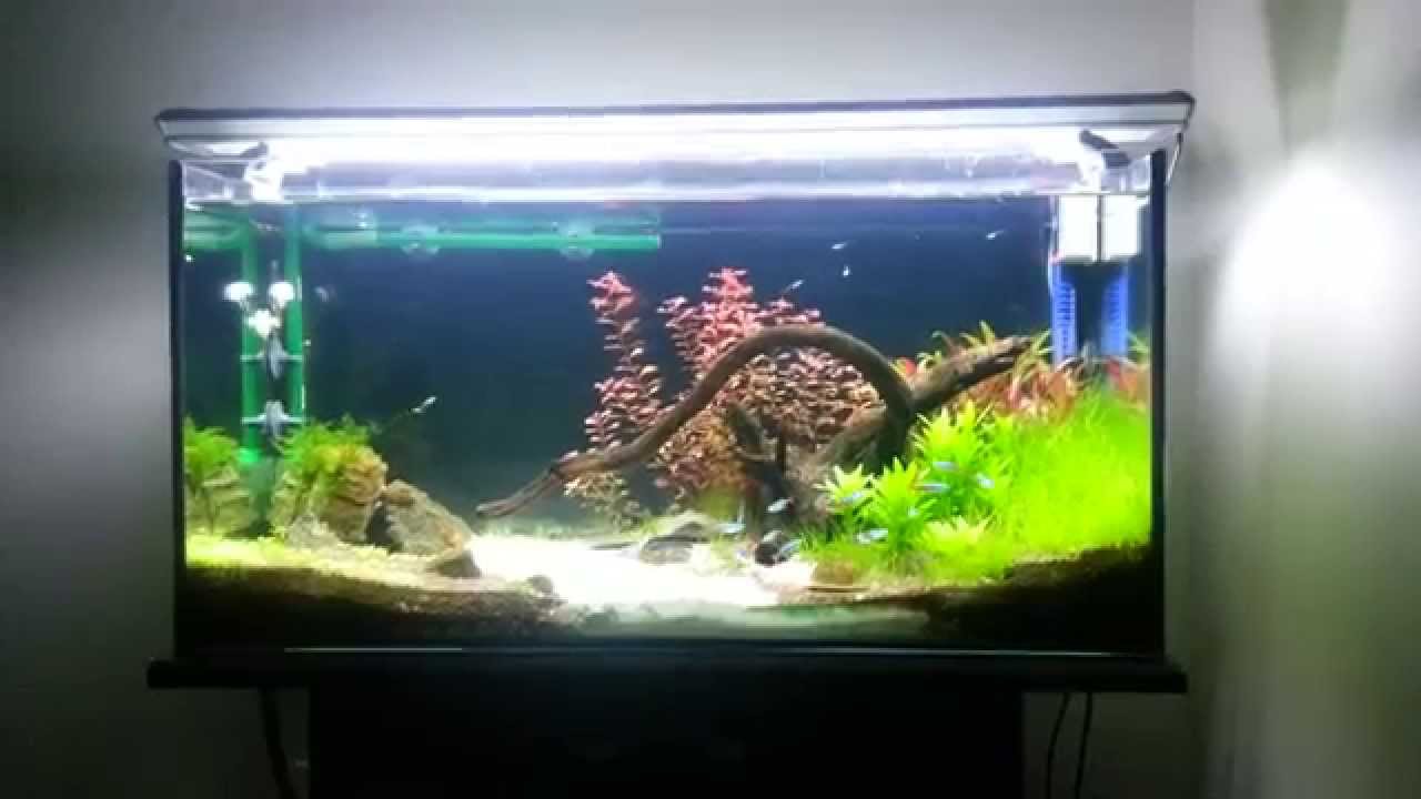 My 33 Gallon fish tank. just 3 months old - YouTube