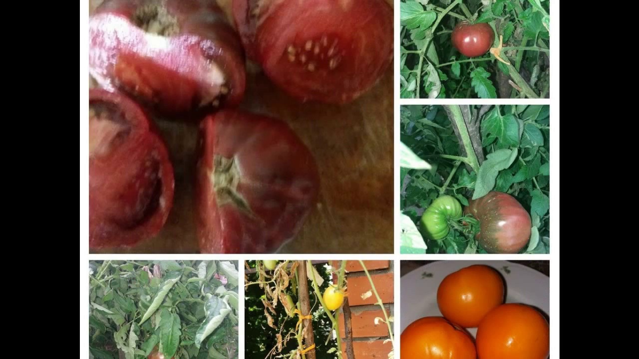 Neobicne Sorte Paradajza-Exotic Variety Of Tomatoes - YouTube