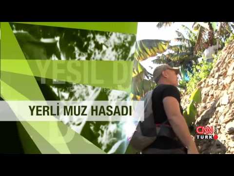 Yerli muz hasadı, Yeşil Doğa'da