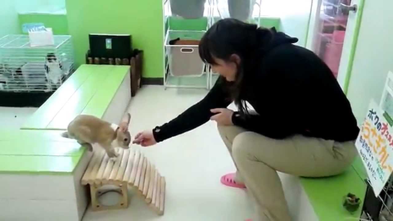 Bunny cafe in Japan - YouTube