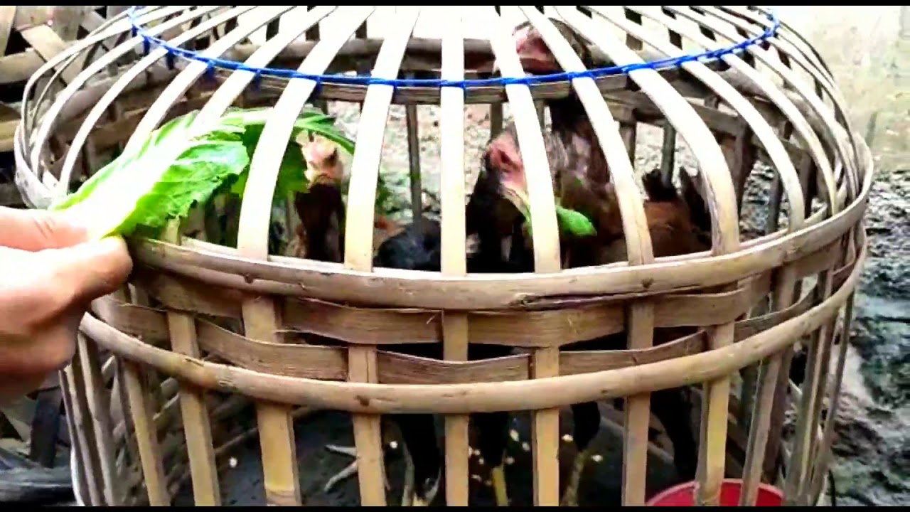 Pakhoy Ori Juga harus di kenalkan sayur putih 🤣🤣🤣 - YouTube