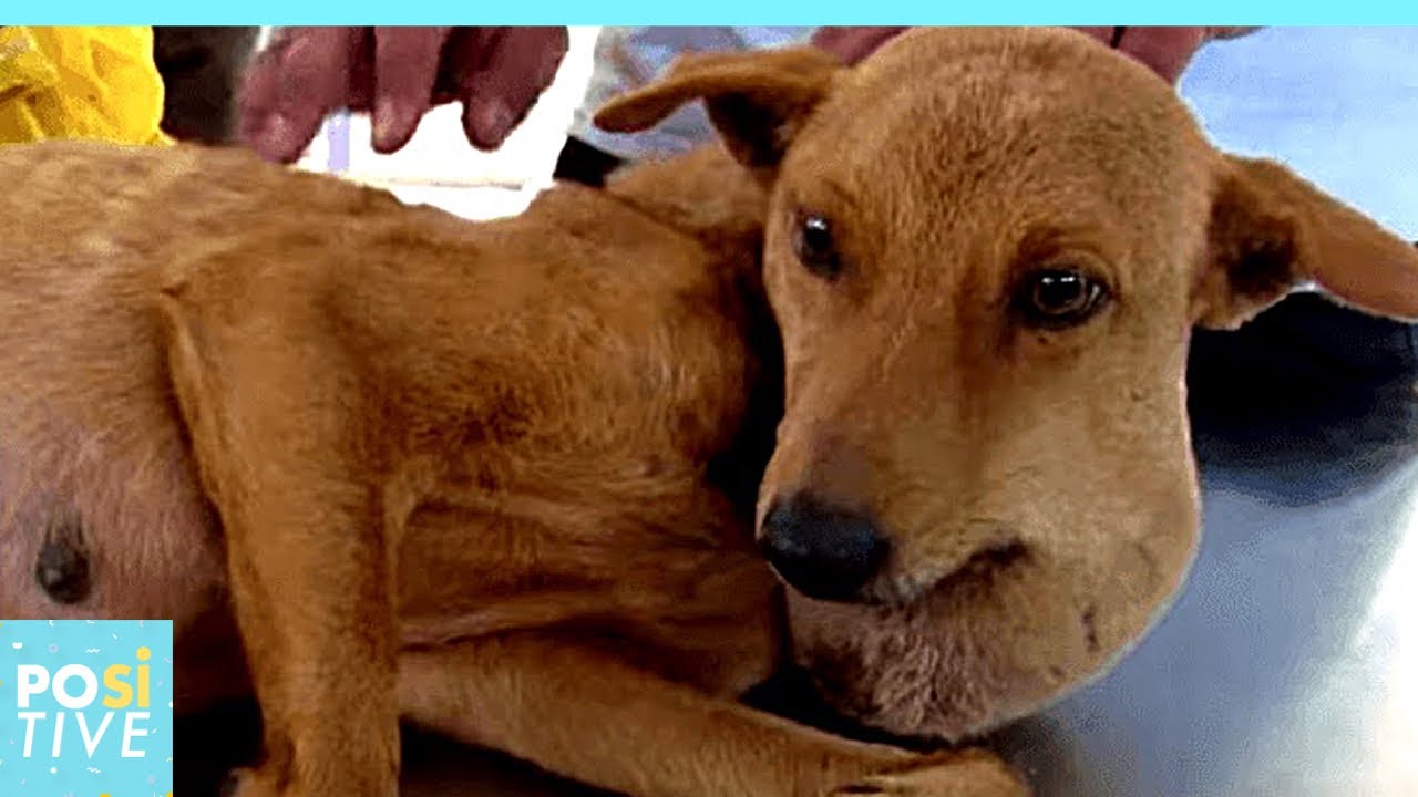 Little dog has a tremendous abscess on her neck | Positive - YouTube