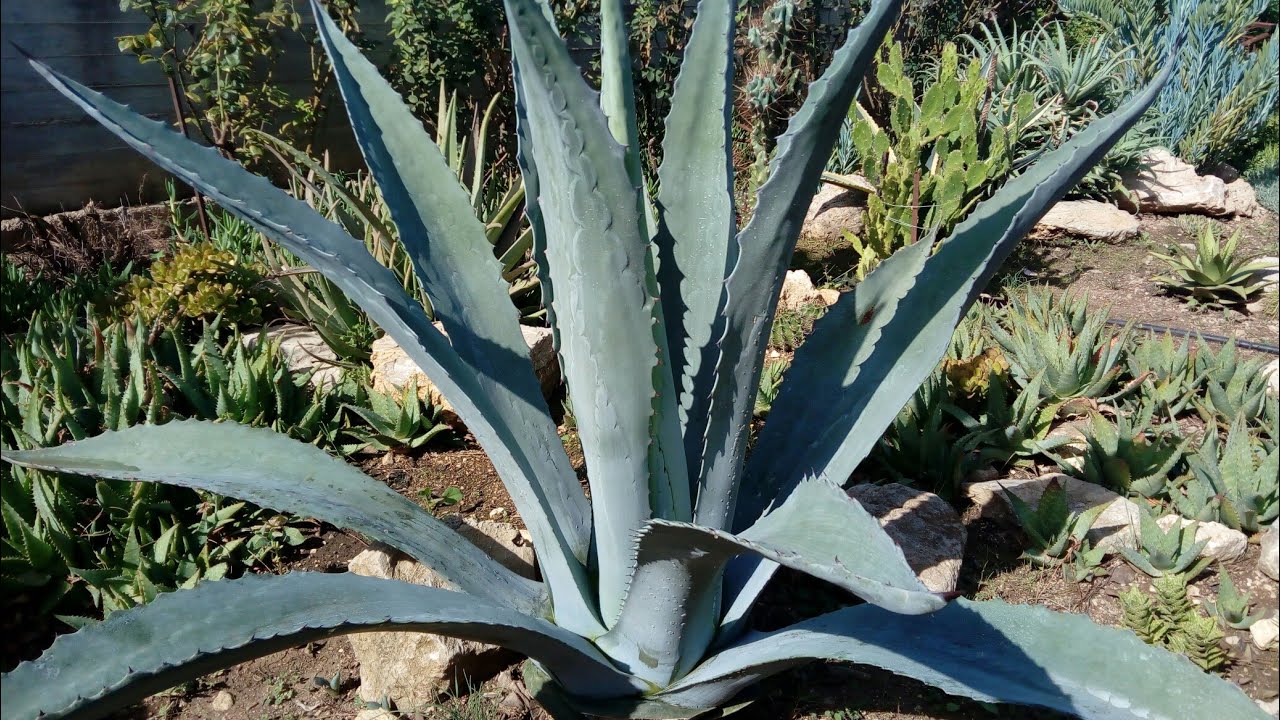 how to pruning agaves. - YouTube