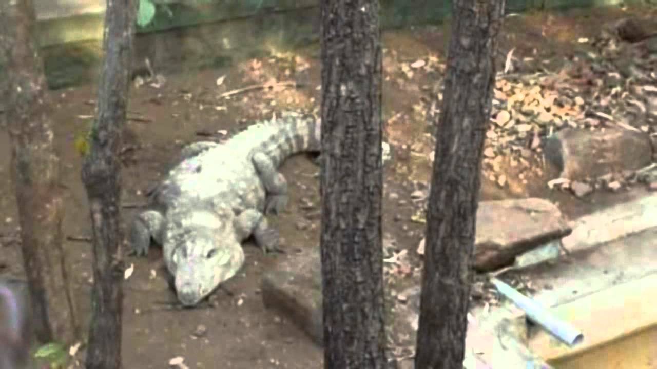 TIGER AND LION SAFARI,ZOO,CHILDREN'S PARK, AT SHIMOGA,KARNATAKA, INDIA ...