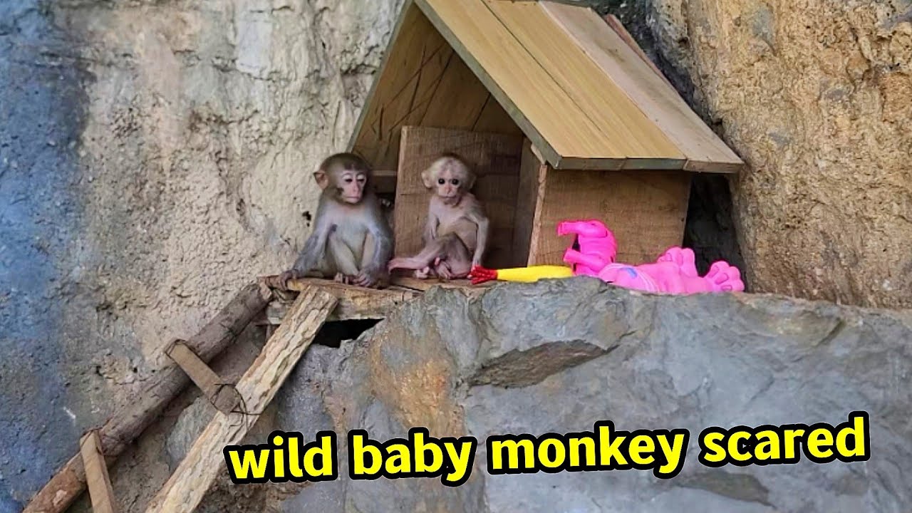 Poor baby monkey ate fruit with the wild baby monkey, scared when he saw the girl - YouTube
