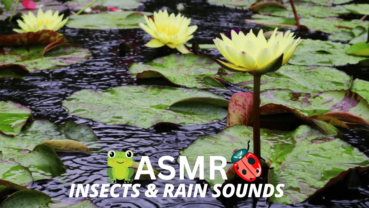 Waterlily Pond Ambience | Relaxing ASMR Sounds of Insects & Rain Drops ...