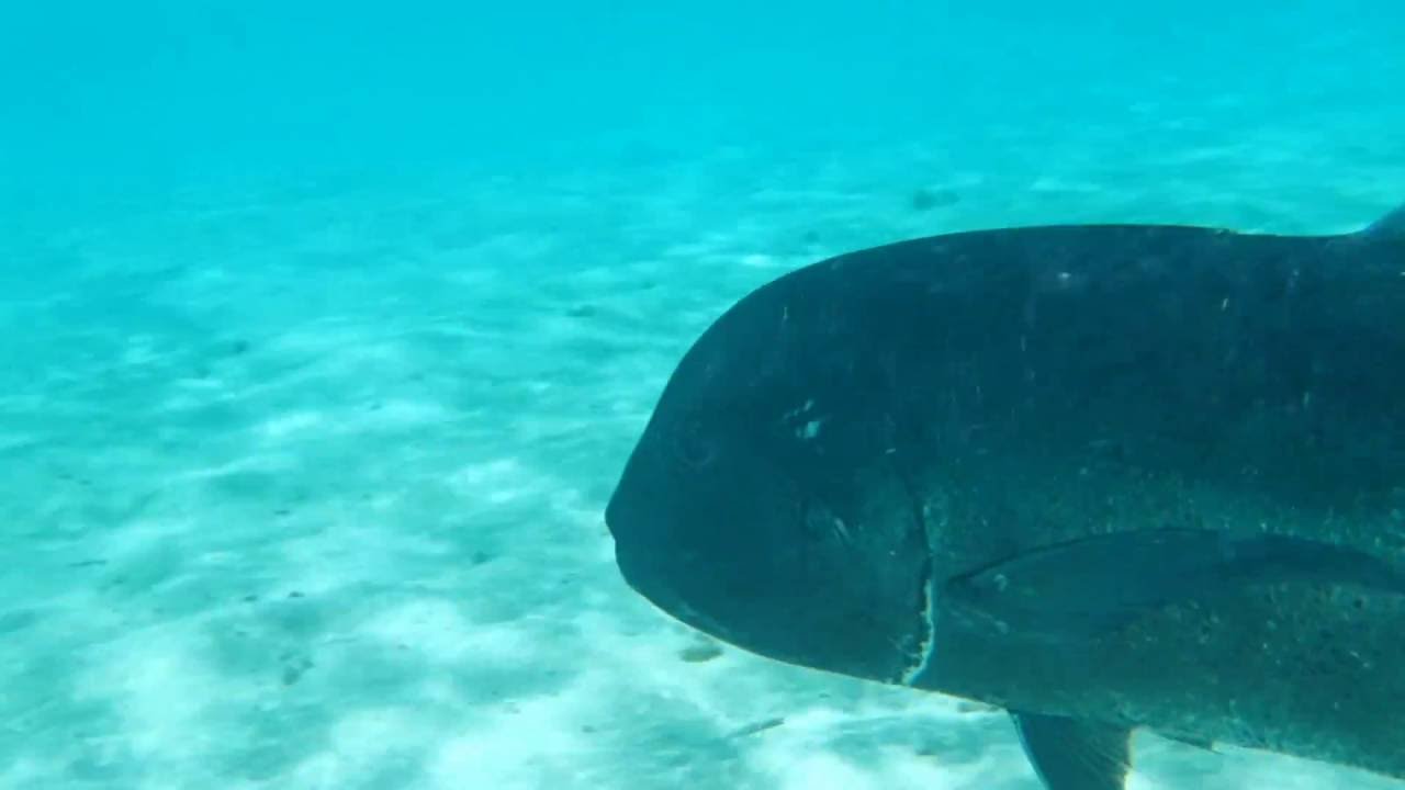 Giant trevally in Cook Islands - YouTube