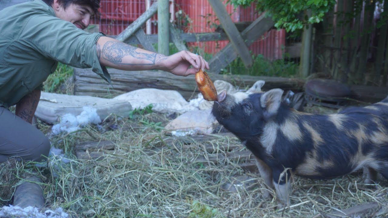 cute pigs eating donuts - YouTube